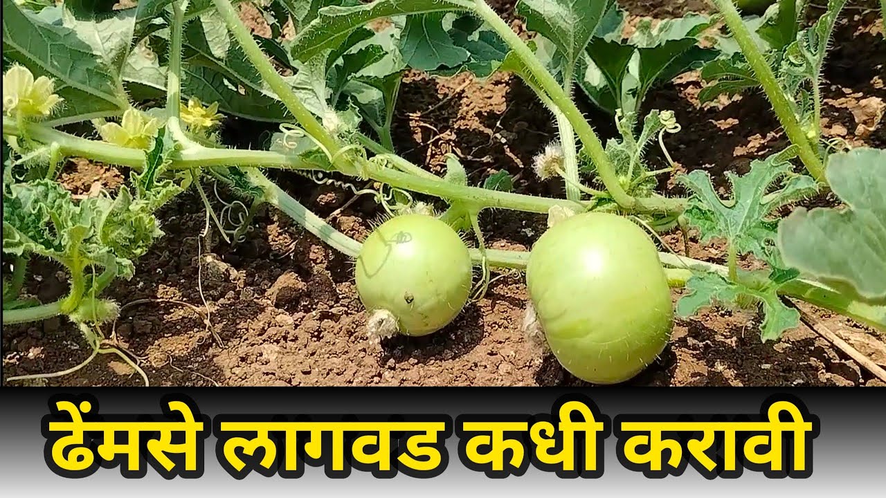 ढेंमसे लागवड कधी करावी | ढेंमसे लागवड कशी करावी #practicalfarming # ...