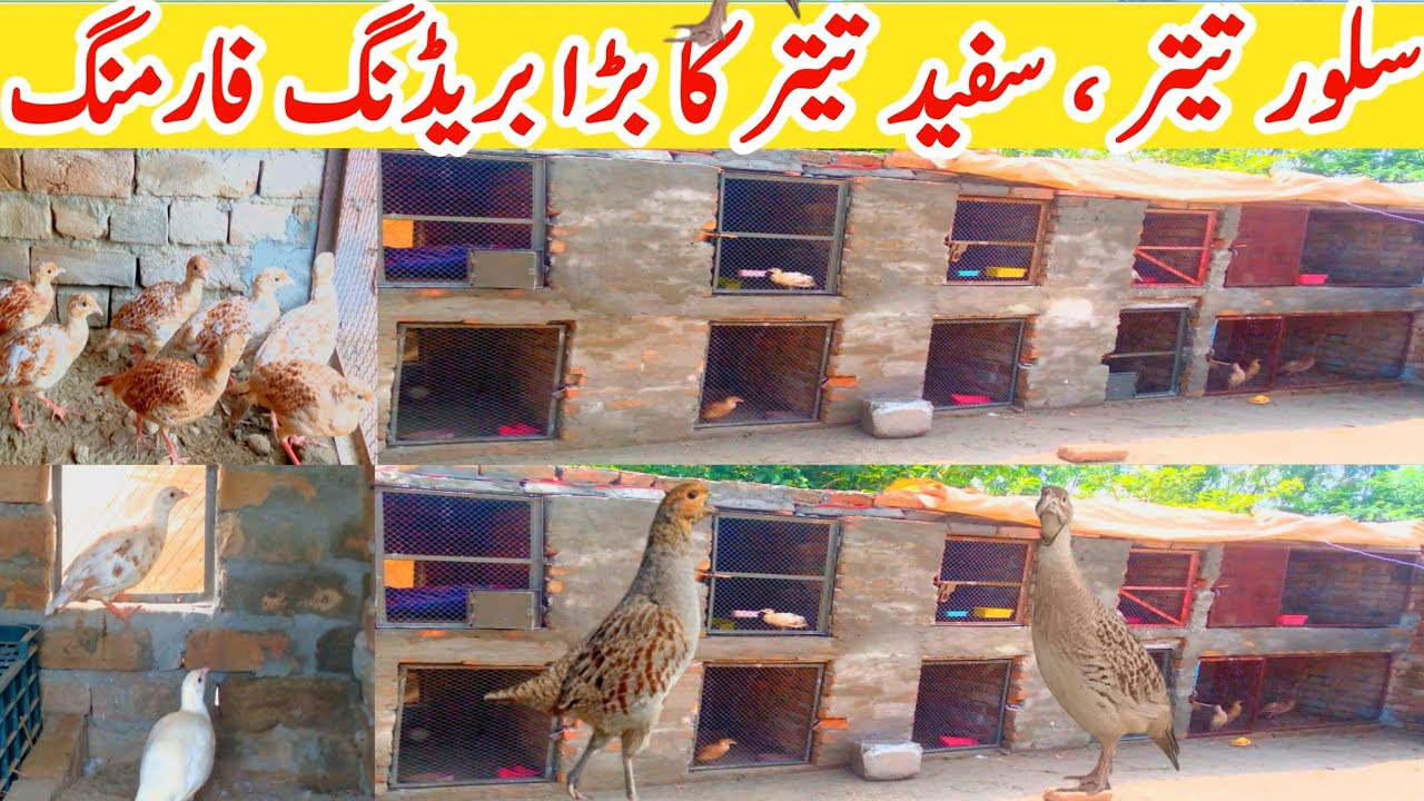 Teetar Biggest Farming | White Teetar | silver teetar | Dakhni Teetar ...