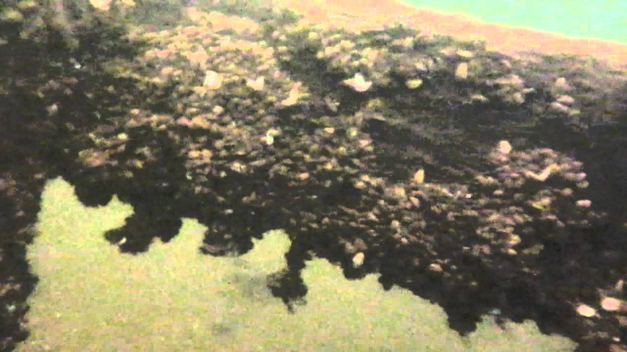 Ohio Lake Erie Invasive Species, Round Goby and Zebra Muscles on the ...