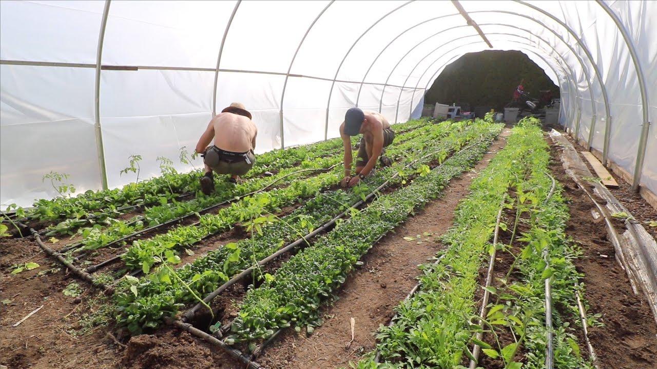 Maximize Your Tomato Production and Boost Your Harvest! - YouTube