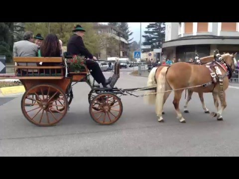 Meran Umzug der Haflinger Pferde 2016 Merano sfilata cavalli avelignesi ...