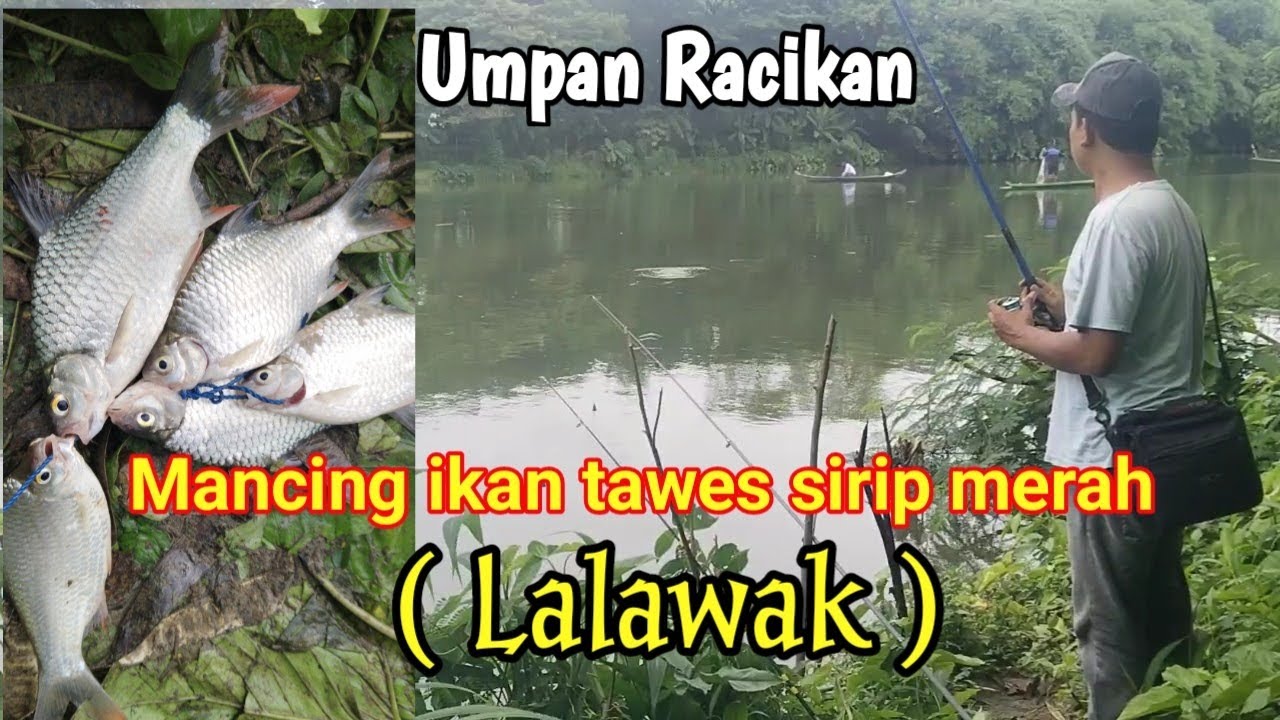 Mancing ikan tawes sirip merah dengan umpan racikan - YouTube