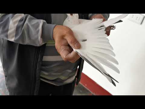 21-812946♂(性別僅供參考):母鴿乃是2017年北海春季大北區二關綜合12位(殘43羽)之全姊