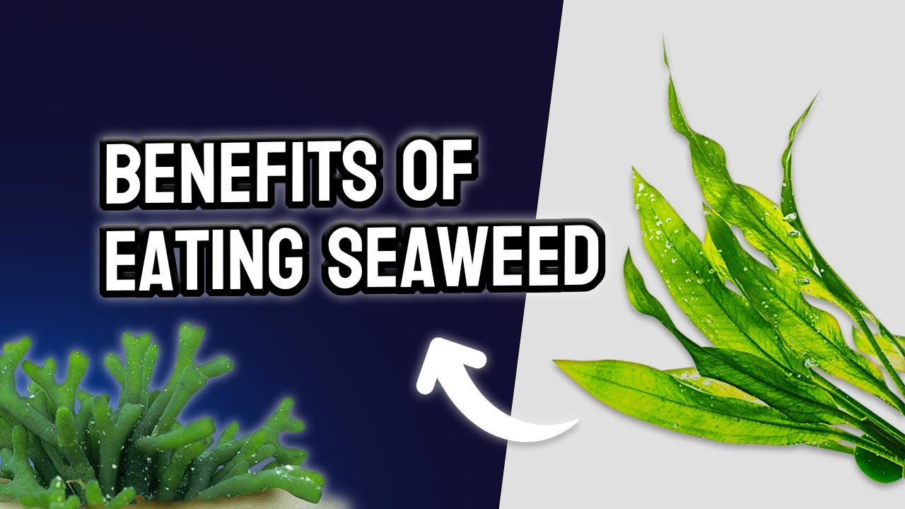 Benefits of eating seaweed 🌊🌿 - YouTube