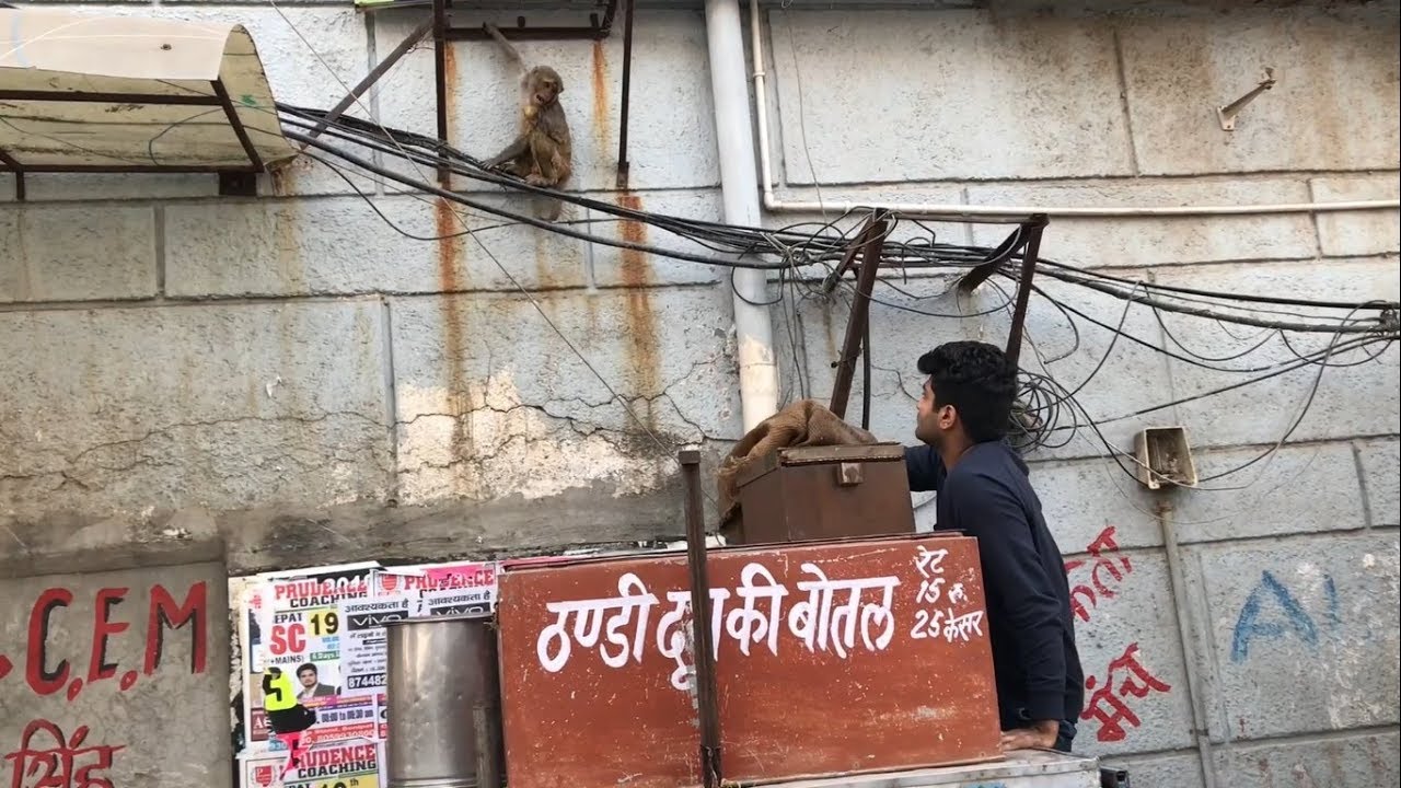 Rescued Monkey injured by high voltage current in transformer | Team ...