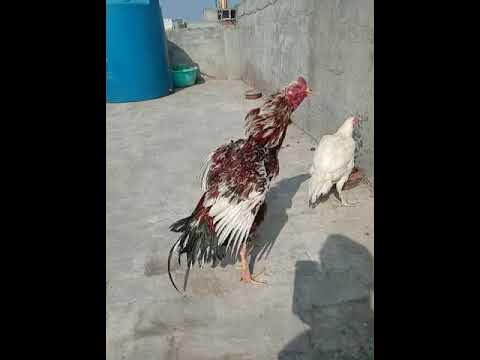 Long height Cheena Aseel Murga / Kamaliya Aseel Murga - YouTube