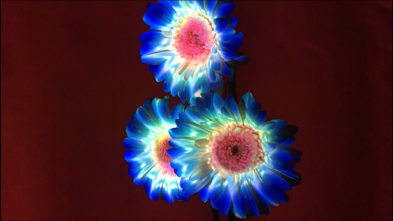 Flower Metamorphoses - Projection Mapping installation - YouTube
