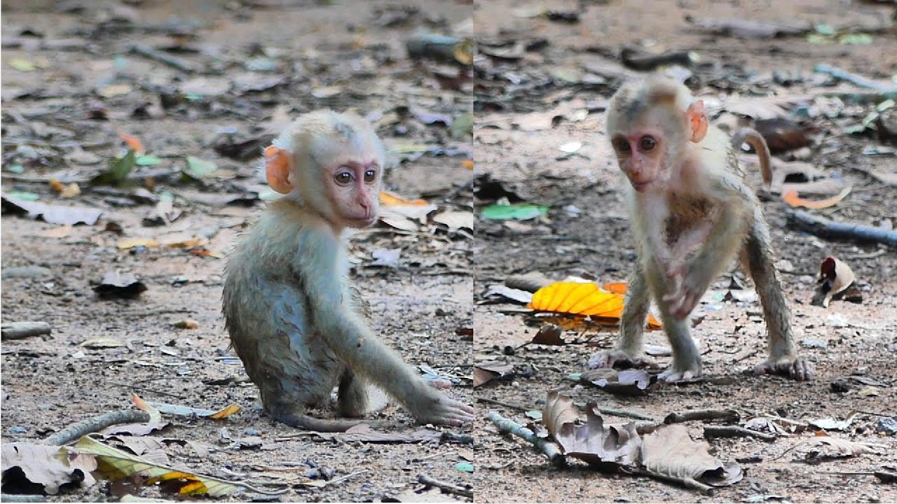 Jungle Life Secrets Monkeys Don't Want You to Know! - YouTube