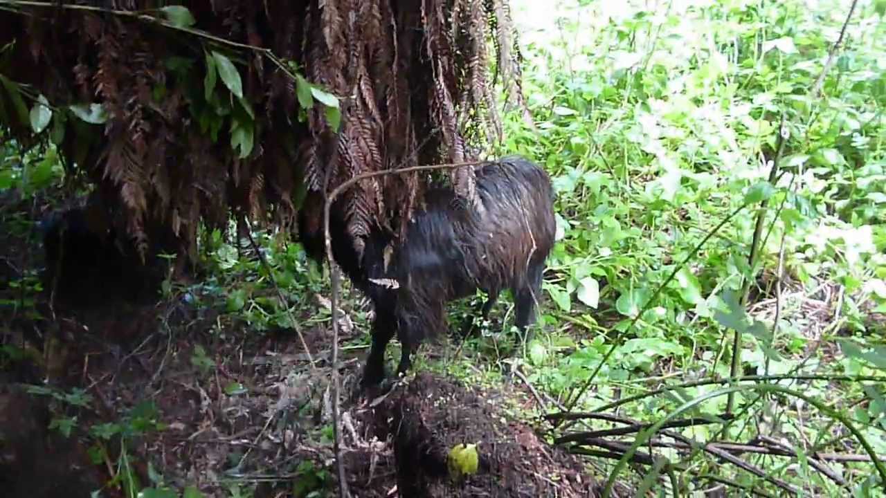 goat hunting nz 7 - YouTube