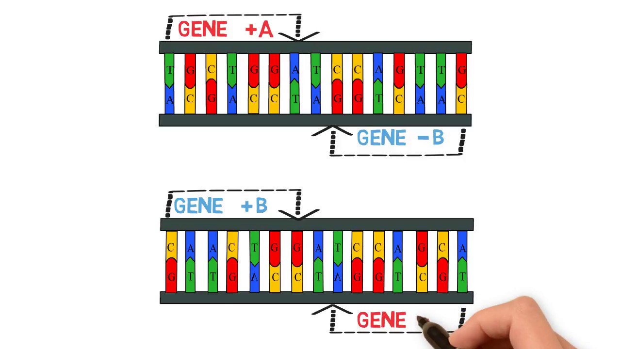 Duplication Mutation