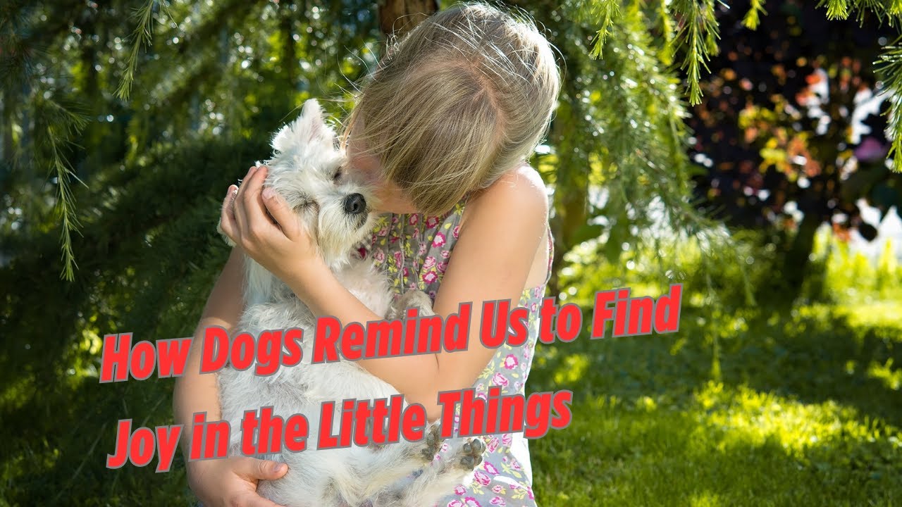 🐶💛 How Dogs Remind Us to Find Joy in the Little Things 🌿 - YouTube