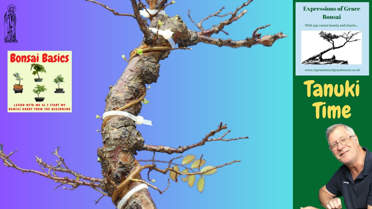 Learn to create a Tanuki Bonsai from a dead tree - YouTube