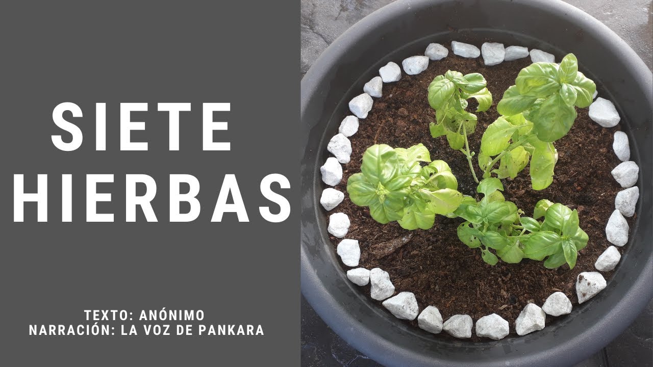 SIETE HIERBAS - YouTube