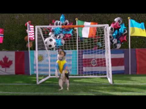 Dogs Playing Football - Funny Video Compilation - YouTube