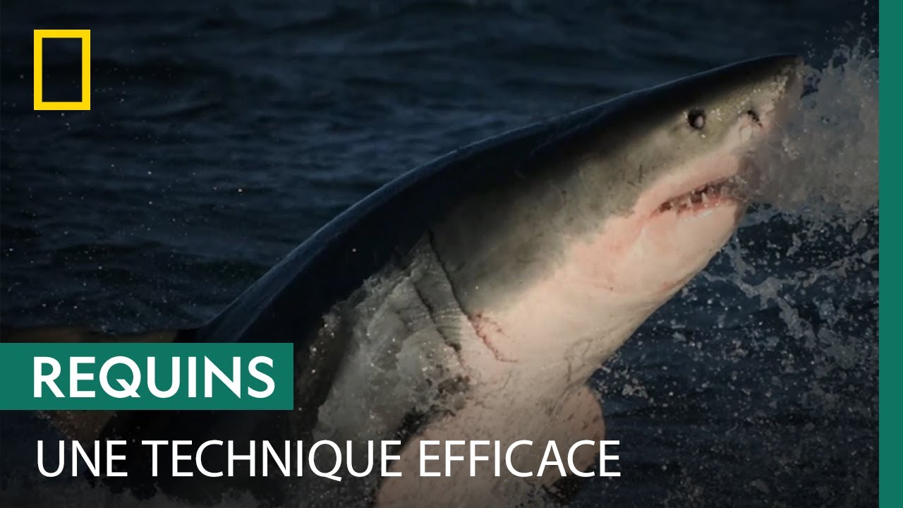 Quelle est la technique d'attaque du grand requin blanc ? - YouTube
