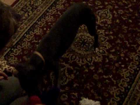 Snippy the whippet puppy - YouTube