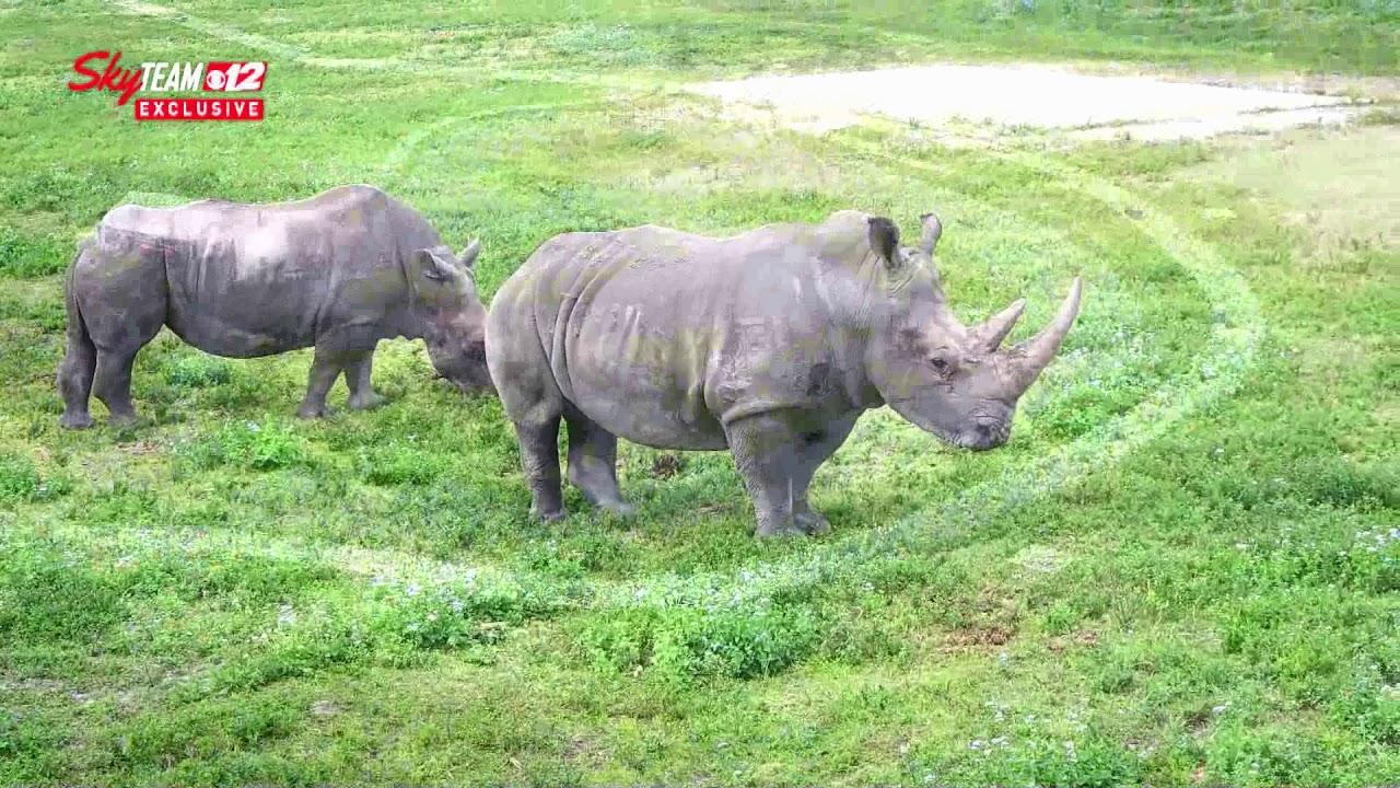 Lion Country Safari by Drone - YouTube