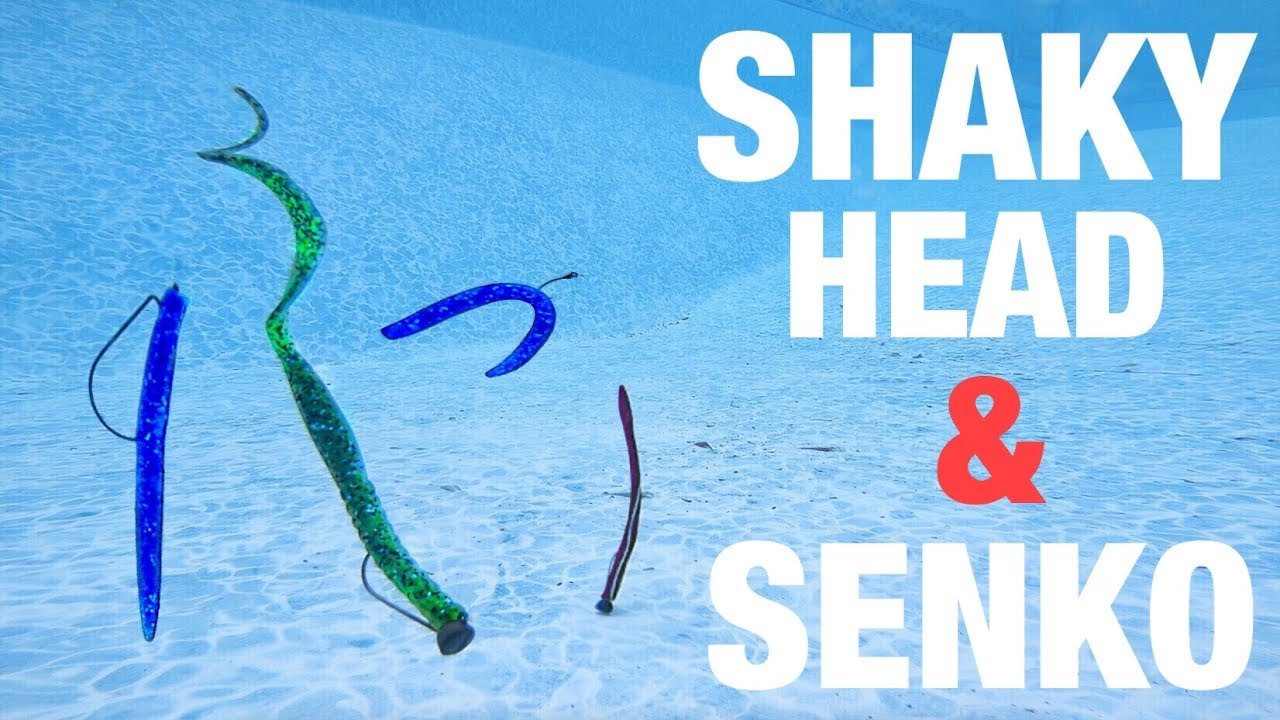 How to fish shaky head & senko! (UNDERWATER FOOTAGE) - YouTube
