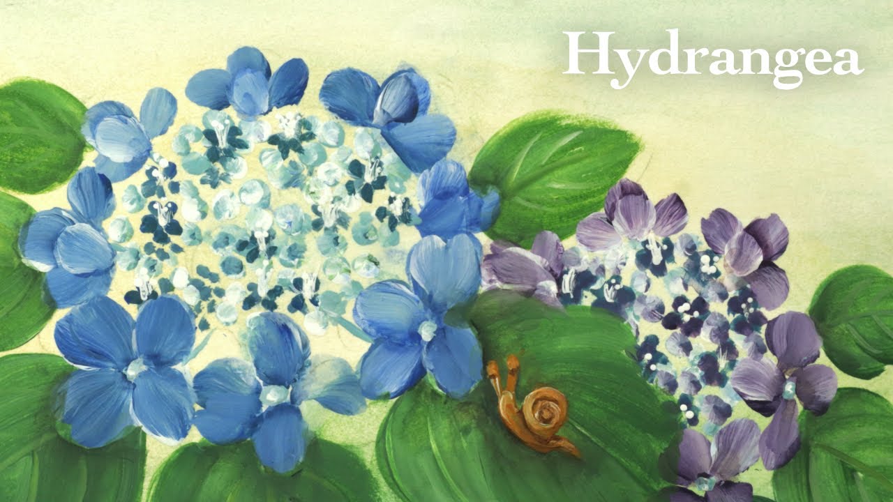 Hydrangea flower acrylic painting | Lacecap hydrangea - YouTube