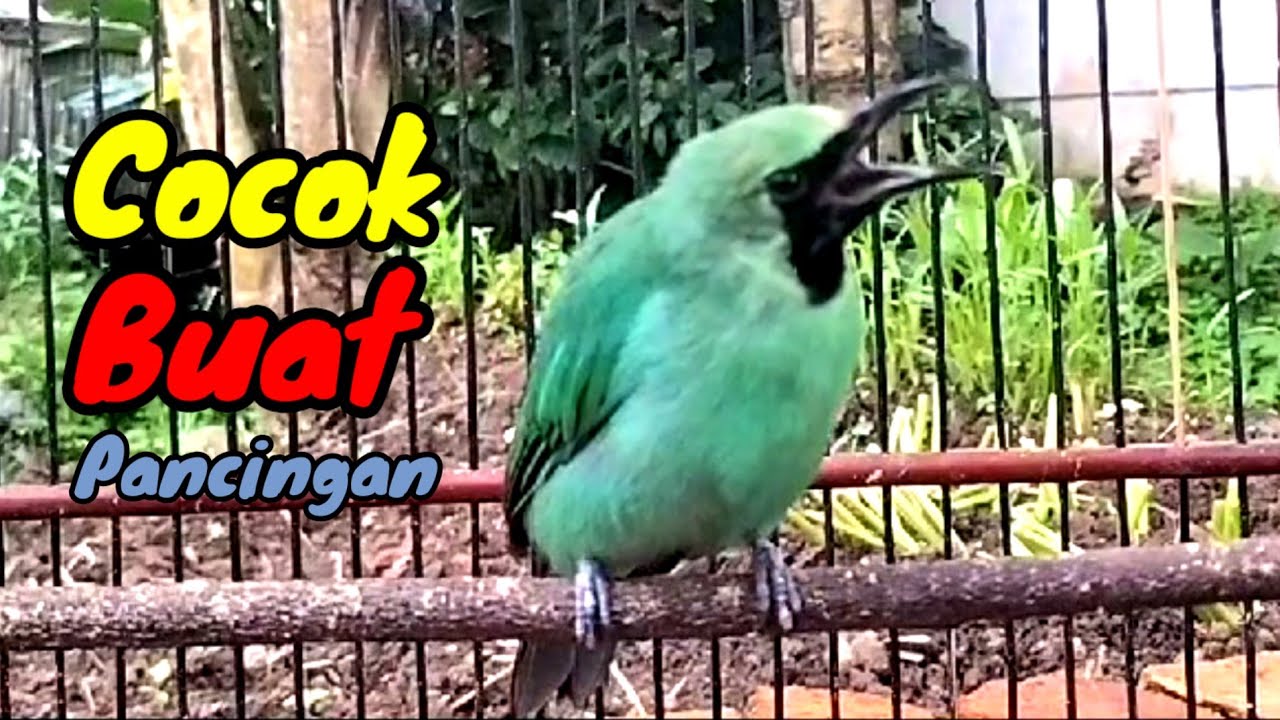 Cucak Ijo Gacor Istimewa Cocok Buat Pancingan Cucak Ijo Mini - YouTube