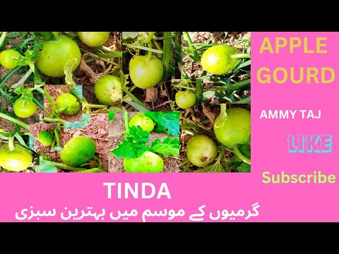 APPLE GOURD | GROWING APPLE GOURD | TINDA PLANT GROWING | TINDA ...