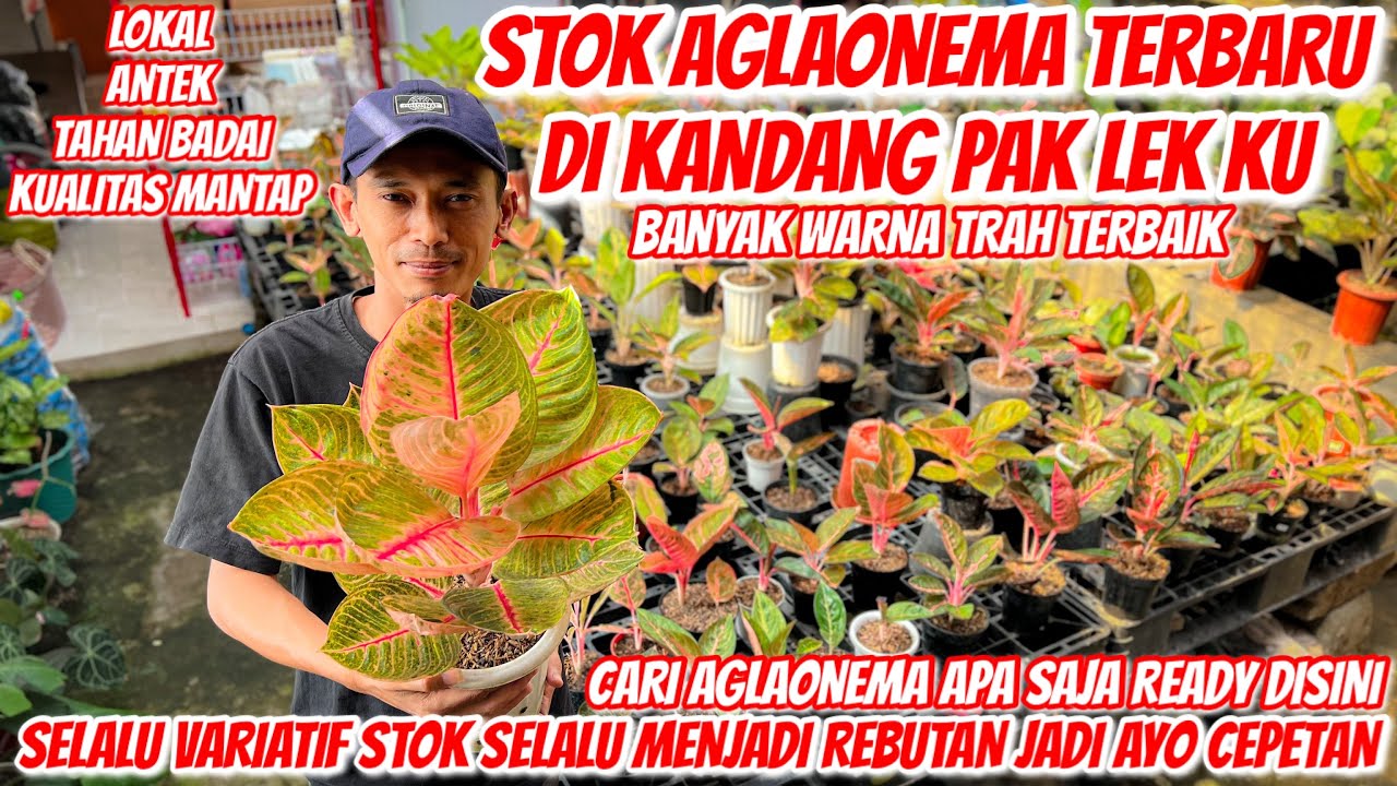 AGLAONEMA RAMADHAN SERIES DI KANDANG PAK LEK‼️AGLAONEMA LOKAL ...