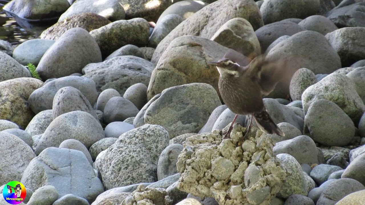 Canto de la churreta, Remolinera Araucana - YouTube