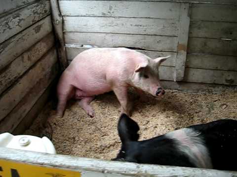 What does the pig say? - YouTube