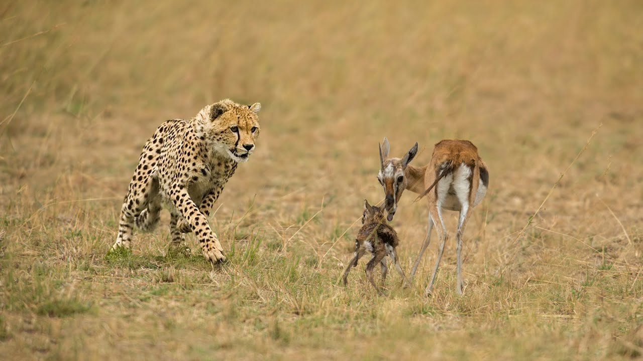 Cheetah Hunting Baby Springbok Just Born- Animal Fight - YouTube