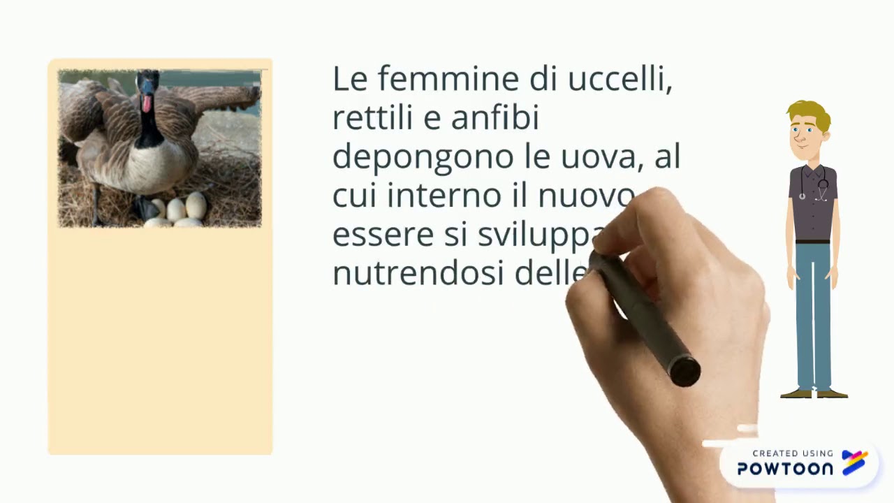 LA RIPRODUZIONE DEGLI ANIMALI - YouTube