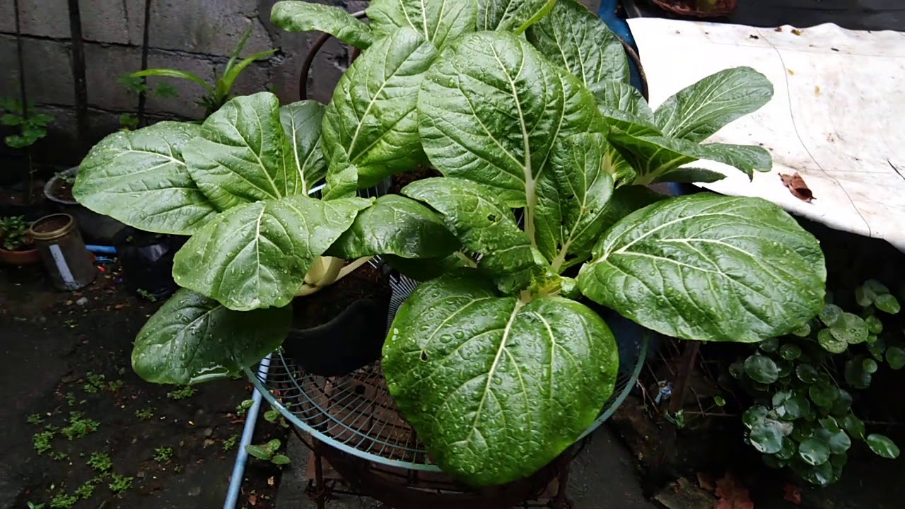 Pechay Black Behi Variety. Thanks Team Arves Youtube Tutorial sa ...