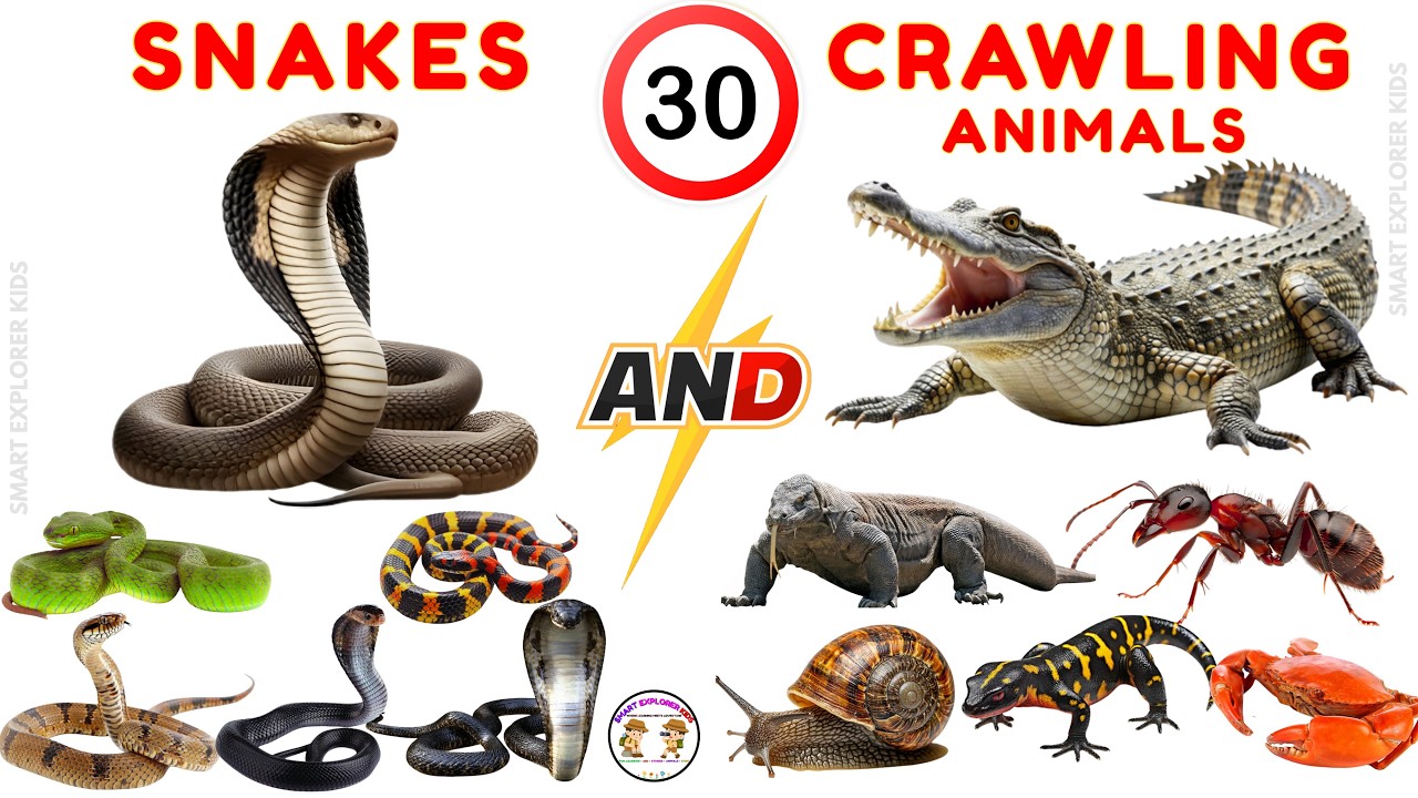 Crawling animals and Snakes for Kids 🐍 | Learn Animal Names with Sounds ...