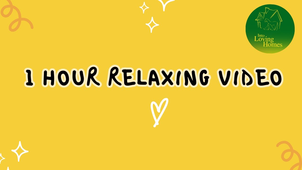 1 HOUR RELAXING VIDEO FOR CATS - YouTube
