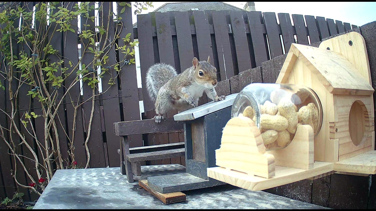 Cute Squirrels at the Feeder and Back Door: Nut Antics and Scavenger ...