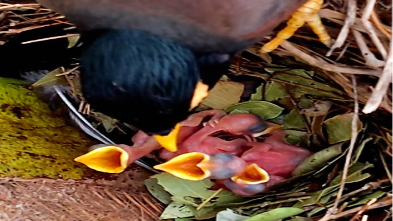 Adorable Newborn Baby Birds Taking Their First Breath - YouTube
