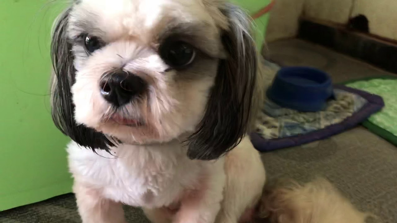Showing my Cute poofy doggie - YouTube