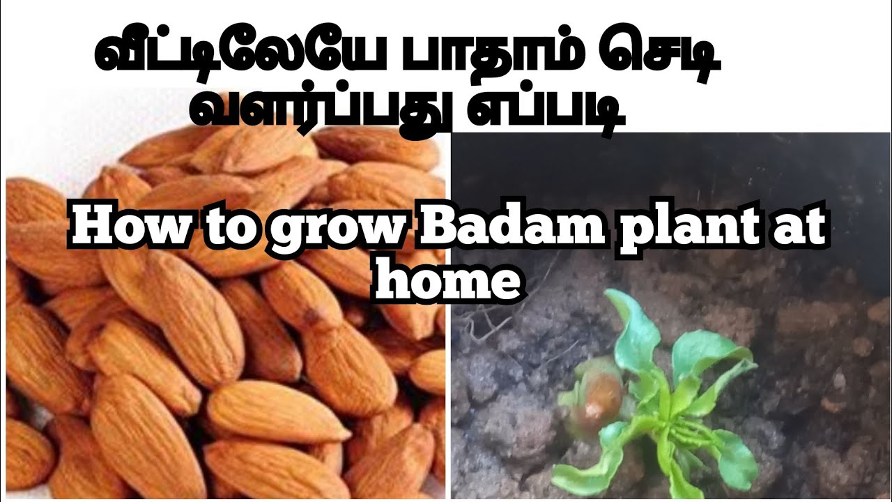 How grow Badam plant from seed/How to germinate Almond/பாதாம் செடி ...