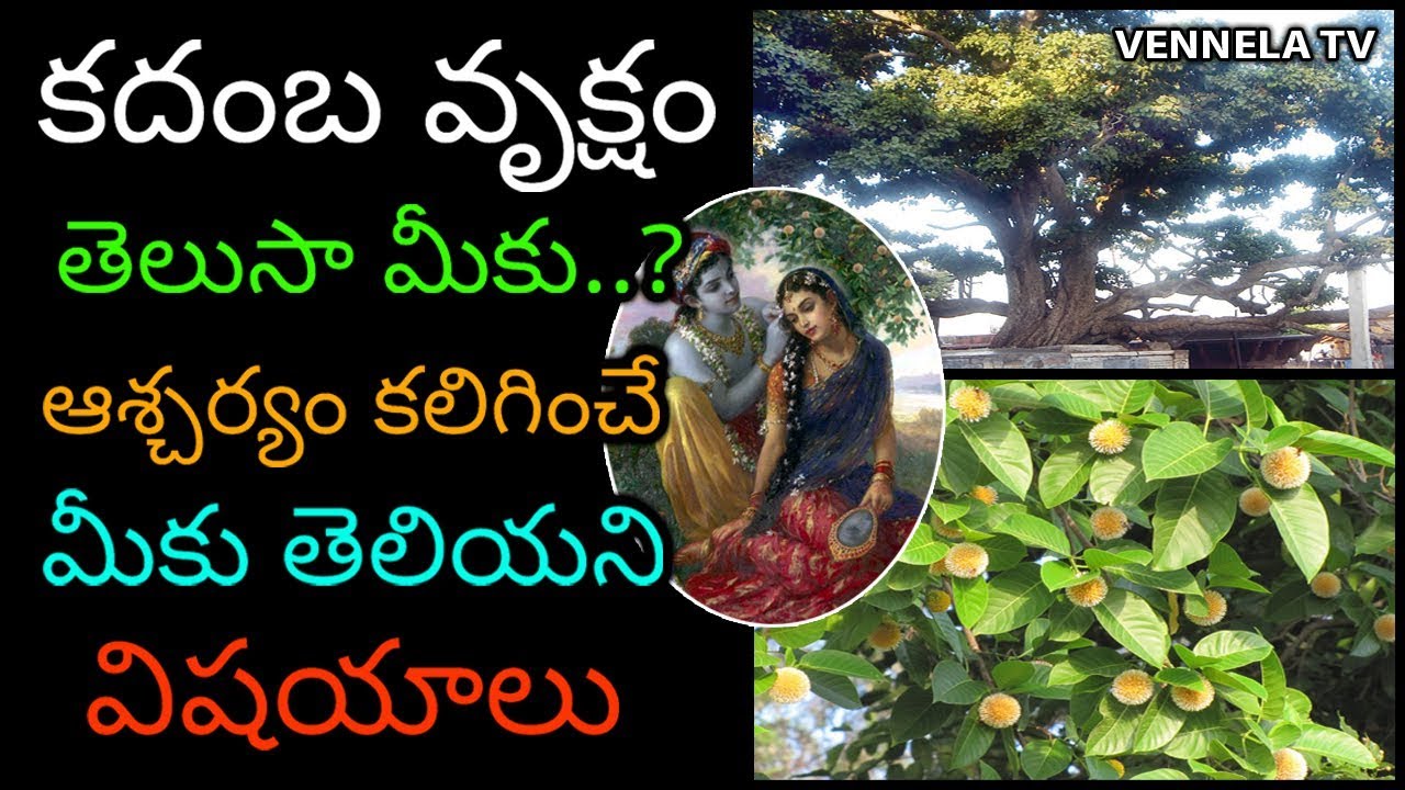Benefits of Worshipping Kadamba Vruksham In Telugu | కదంబ వృక్షం ని ...