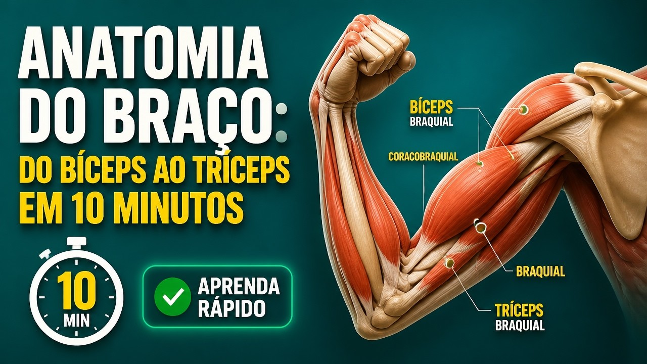 Anatomía De Los Músculos Del Brazo Humano