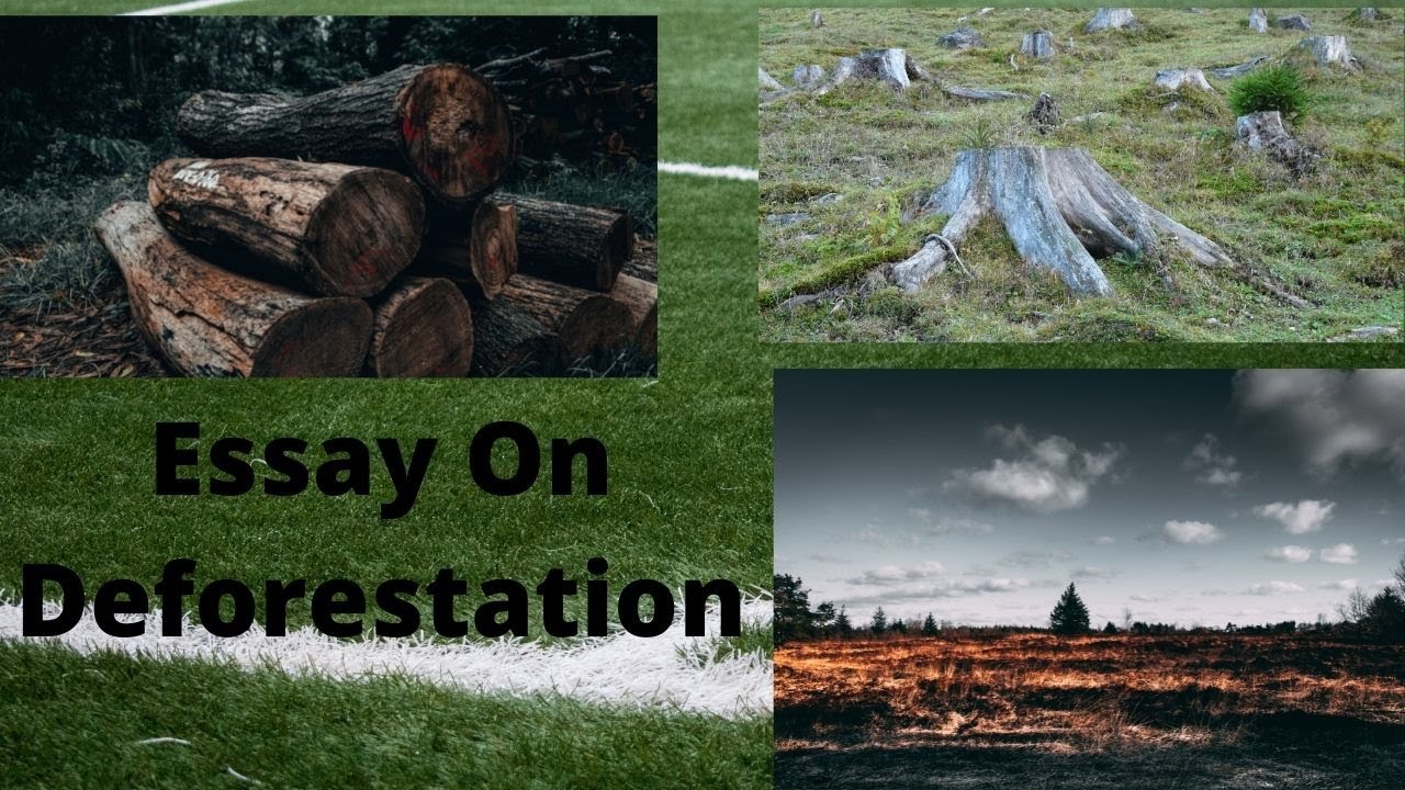 Essay On Deforestation | Deforestation a topic to concern - YouTube