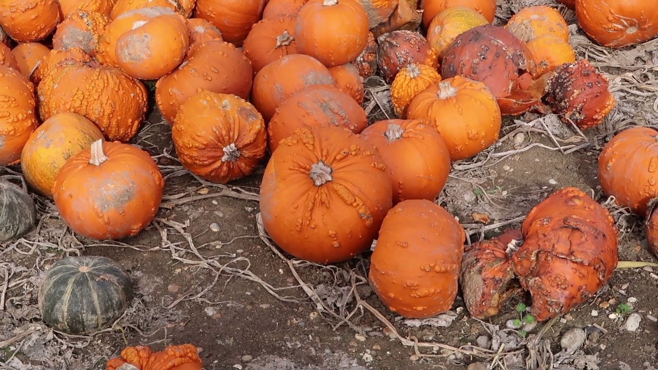Pumpkin Picking in Basildon - YouTube