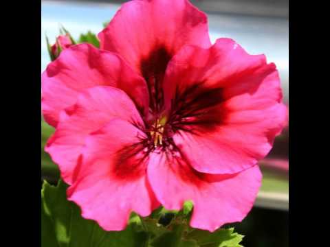 #surpriselilies growing from my #compost #flora #summerflowers #lycorissquamigera #naturegirl #bea