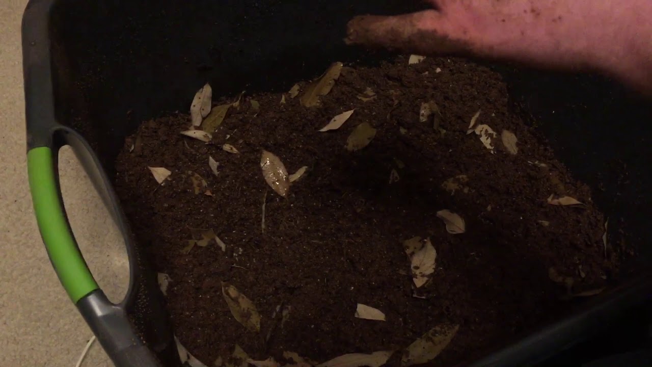 How to: Make your own bioactive bearded dragon substrate! - YouTube