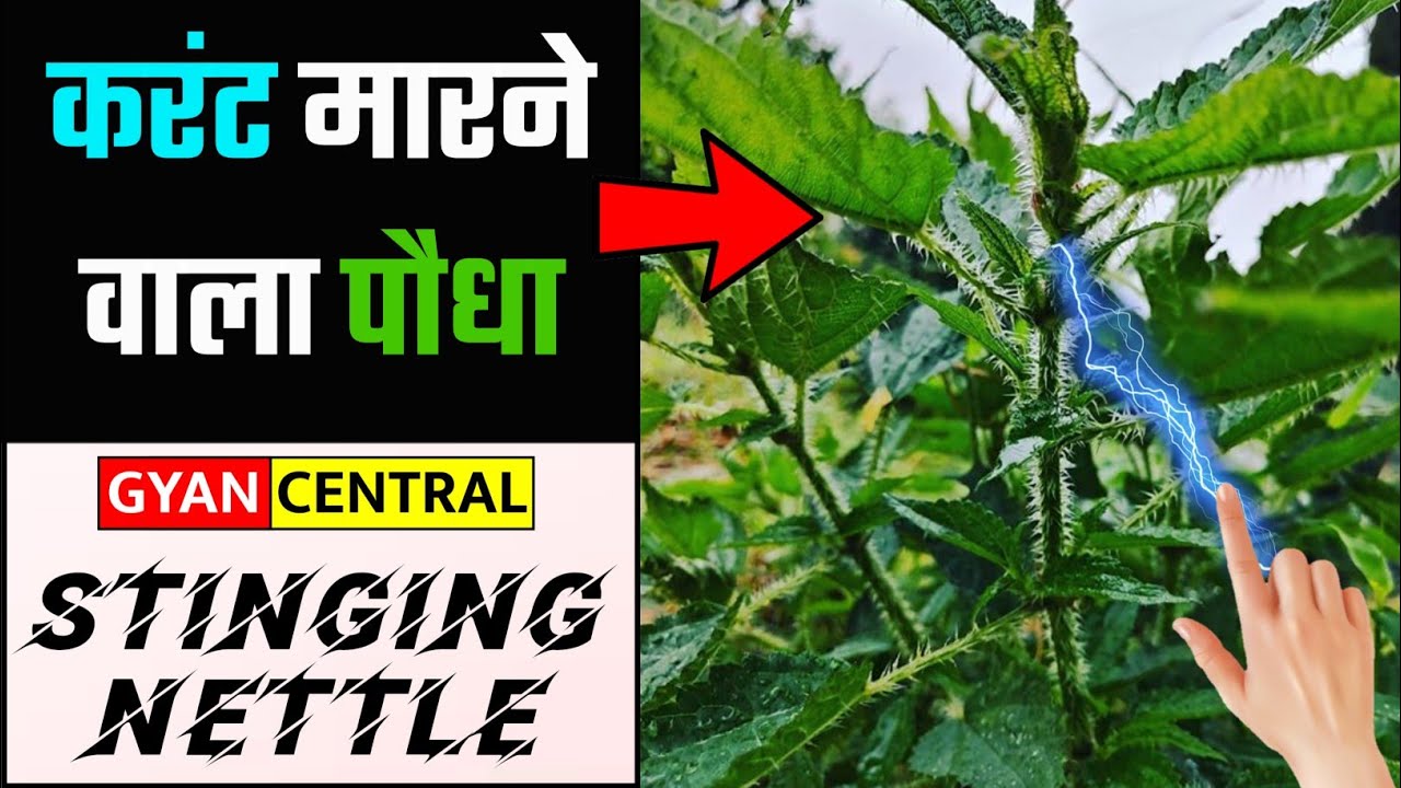 Stinging Nettle Plant or Bicchu Ghaas Facts || Gyan Central - YouTube
