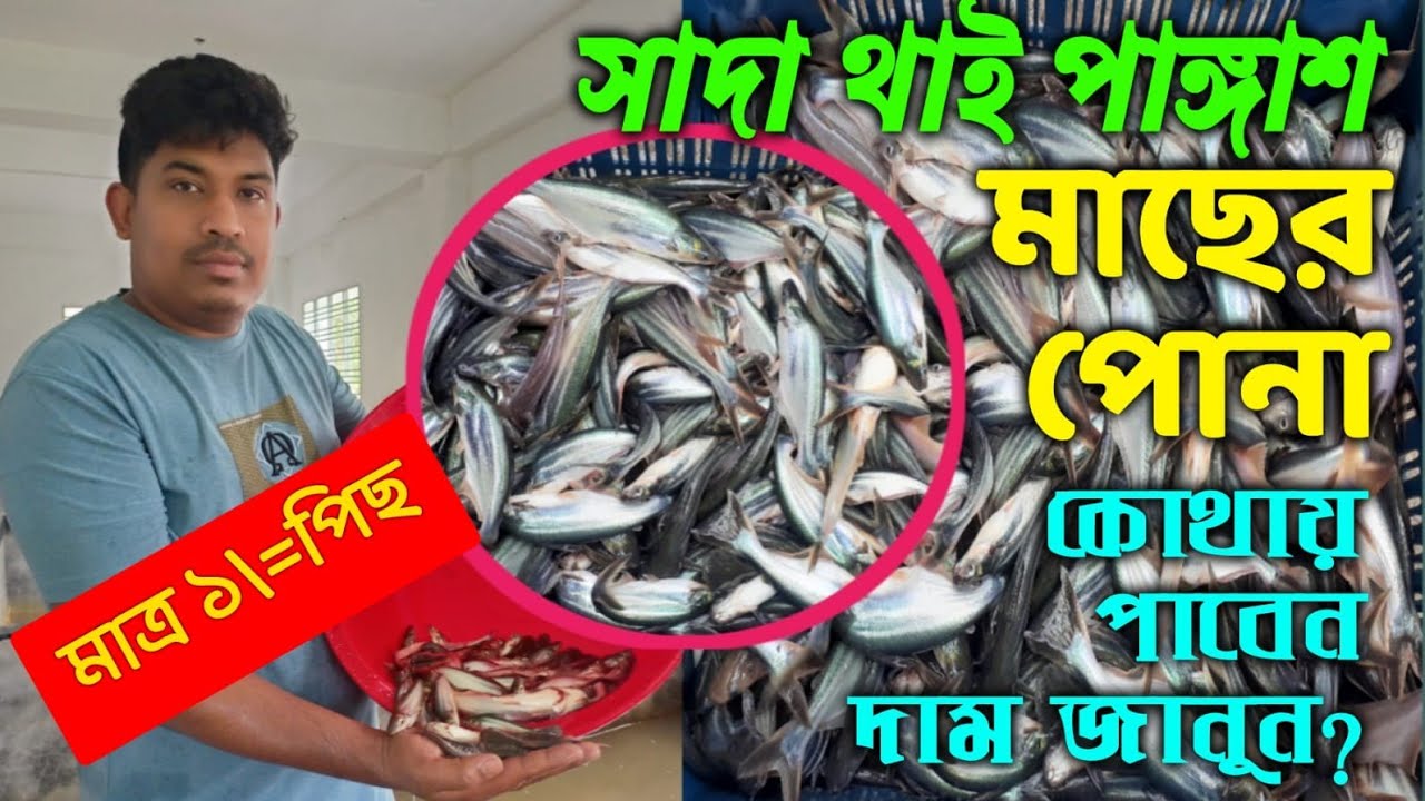 মাত্র ১\=টাকায় মাছ || উন্নত জাতের সাদা থাই পাংগাস মাছের পোনা সংগ্রহ ...