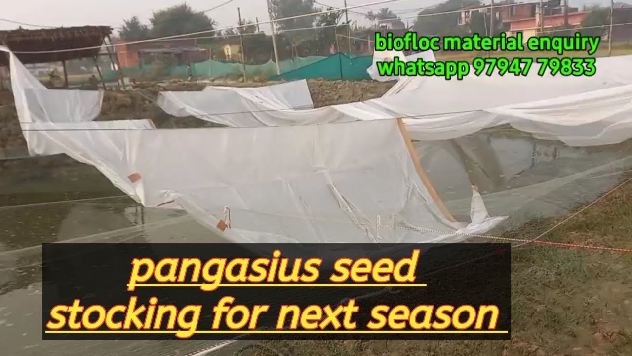 fish seed stocking in pond for next season !! fish farming in india ...