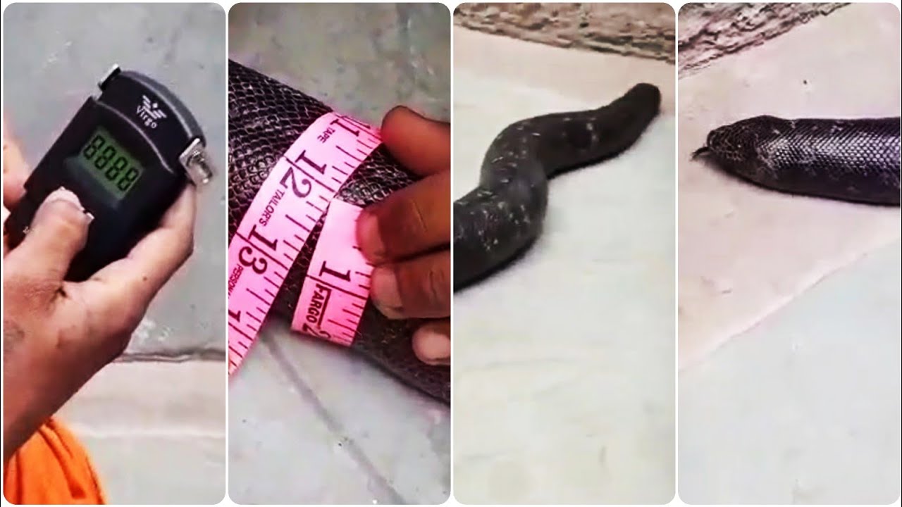 Do Muha Saap Heavy weight | Red Sand Boa - YouTube