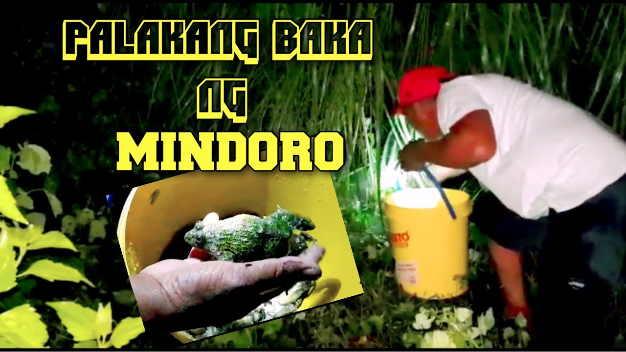 PART 1|HOW TO CATCH FROG|BUHAY PROBINSIYA |OCCIDENTAL MINDORO - YouTube