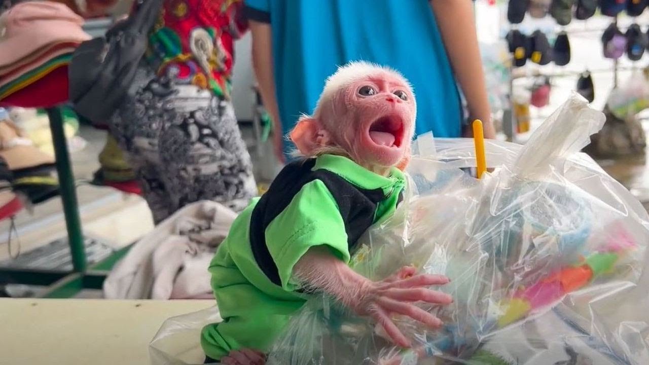 Monkey Bon Bon is delighted when her father takes her to buy candy, she ...
