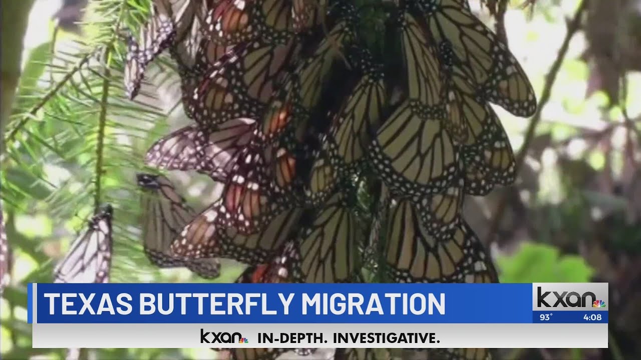 2023 Texas monarch butterfly migration - YouTube